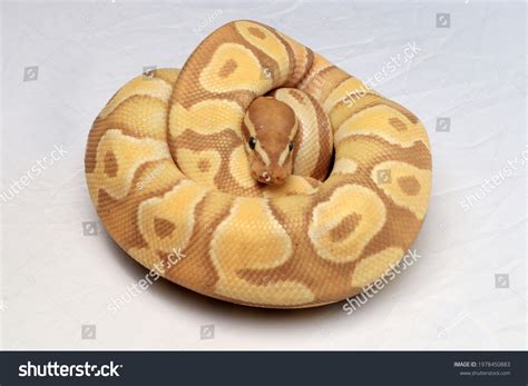 Ball Python Curled Up