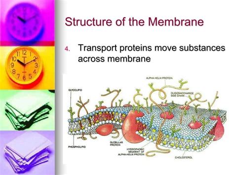 Osmosis And Diffusion PPTX