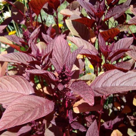 Amaranth Seeds Red Leaf