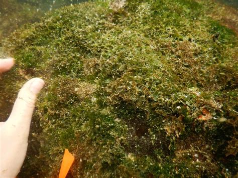 Taxonomic Assessment Of Blade Forming Ulva Species Ulvales