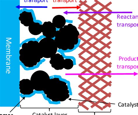3 Schematic Of The Catalyst Layer Microstructure Download Scientific Diagram
