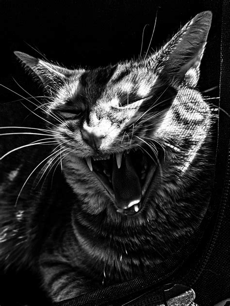 Dylan Doherty A Nap Disturbed Nancy Merkling Photography