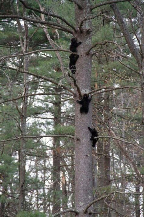 Adorable Black Bear Cubs Climbing Tree
