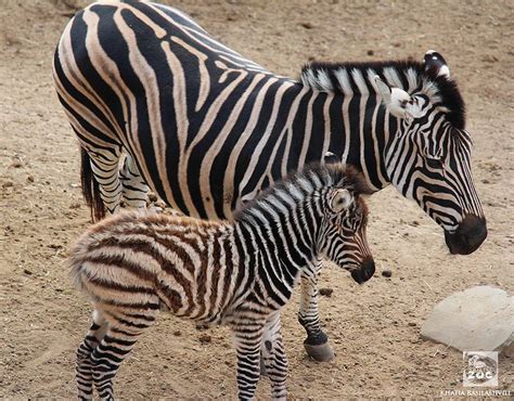 თბილისის ზოოპარკში ზებრა დაიბადა Netgazeti • Netgazeti Ge