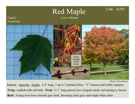 Red Maple Tree Identification