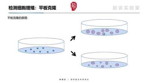 师兄强推！14天搞定cck 8、tunel染色、细胞划痕实验等12个细胞实验…… 检测 表型 科研