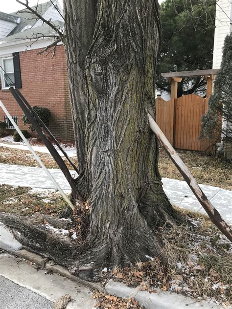 This Tree Growing Around Electrical Wires R Mildlyinteresting