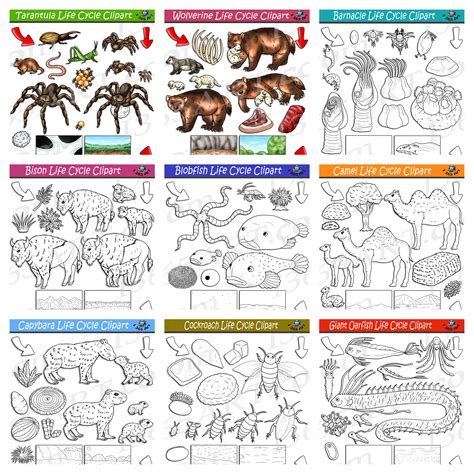 Life Cycle Clipart Mega Bundle 8 19 Sets In All Clipart 4 School