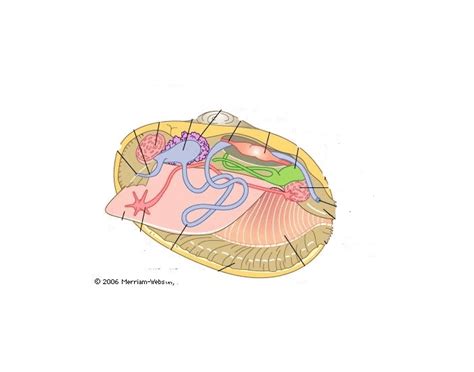 Bivalve Anatomy Quiz