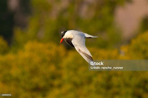 샌 프란 시스 코 베이 다이빙 하려고 포스터의 제비 갈매기 갈매기에 대한 스톡 사진 및 기타 이미지 갈매기 검은색 깃털 Istock
