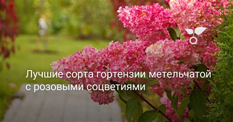 Лучшие сорта гортензии метельчатой c розовыми соцветиями — Ботаничка