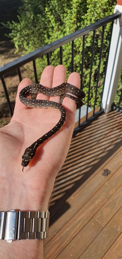 Diamond Python Hatchlings Au Reptile Classifieds