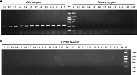 Amplification Of 48 Genomic Dnas From A Arguta By P11 At An Annealing Download Scientific