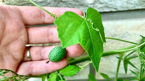 Mini Concombre Melothria Scabra Annie Roi