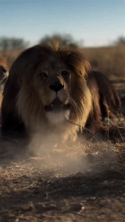 Unknown All King One Farm 🦁 Unknowneditz09 Lion🦁🔥 Instagram