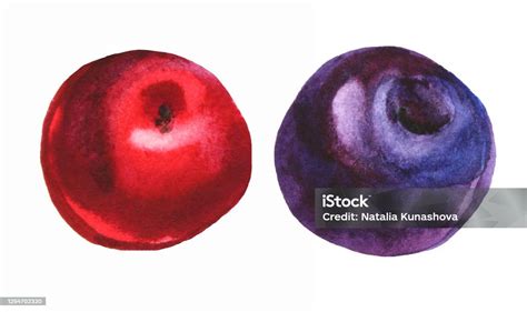 흰색 배경에 고립 된 수채화 빨간색과 파란색 열매 크립셔리 블루베리 링곤베리 카드 메뉴 벽지 포장을위한 예술 창조적 인 세트 개체 0명에 대한 스톡 벡터 아트 및 기타