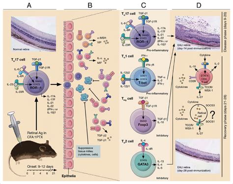 Schematic Representation Of Early Events Leading To Ocular Download Scientific Diagram