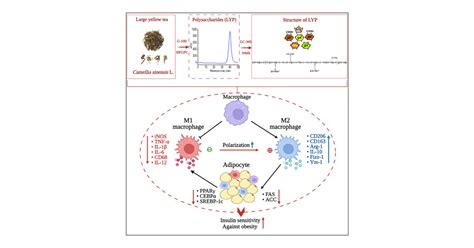 Structural Characterization And Macrophage Polarization Modulating Activity Of A Novel
