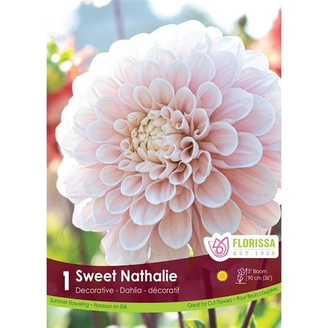 Sweet Nathalie Dahlias 1pk Bulbs Arts Nursery Garden And Home Ltd