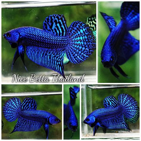 Wild Betta Fish Hybrid Blue Alien Peacock