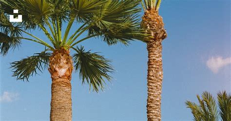 나란히 서 있는 두 그루의 야자수 사진 Unsplash의 무료 영화 사진 이미지