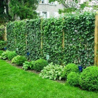 Садовый плющ для живой изгороди. Посадка | Fence landscaping, Privacy ...