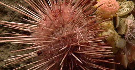 Prehistoric Echinoderms