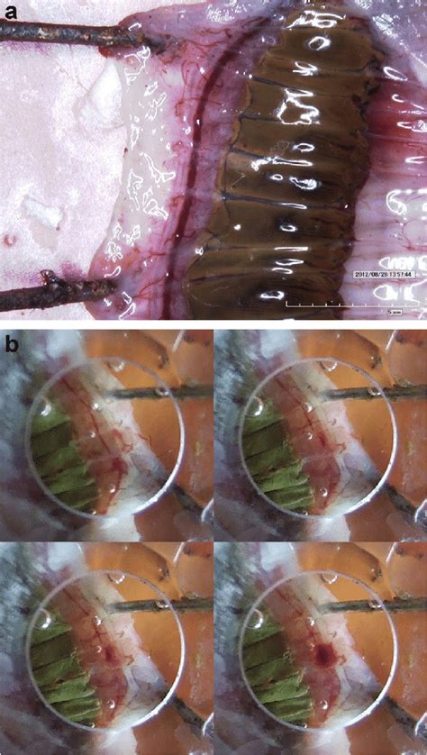 A Earthworm Dissected To Expose The Ventral Blood Vessel Nerve Cord Is