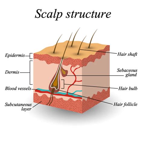 Understand Your Scalp Better Tst Scalp Care Richfeel Understand Your Scalp Better Tst Scalp Care Richfeel