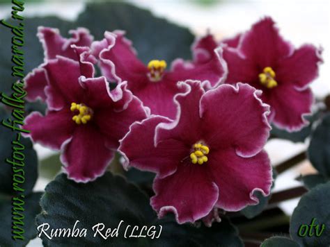 Фиалка Rumba Red