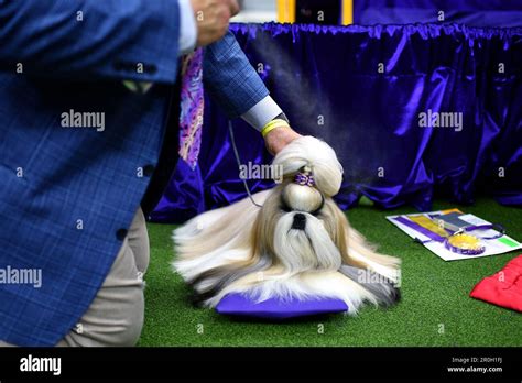 New York, USA. 08th May, 2023. Breeder-Owner-Handler Luke Ehricht sprays down his Shih Tzu named ...
