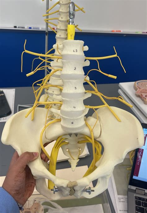 Spinal Column 1 Inferior Diagram Quizlet