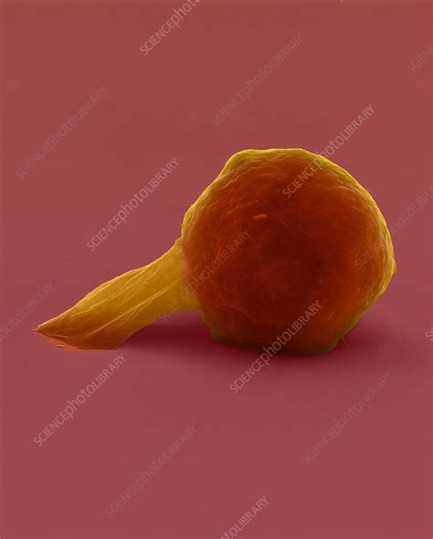 Muscle Myoblast Extracellular Matrix Sem Stock Image C032 0818 Science Photo Library