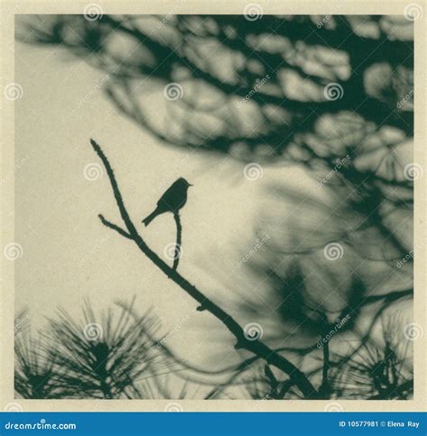 Calligraphy Bird Stock Illustration Illustration Of Quiet 10577981