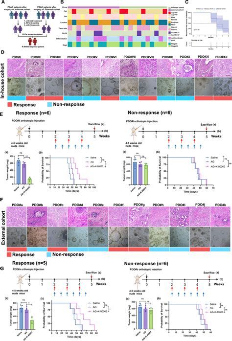 Molecular Cancer丨克服胰腺导管腺癌化疗耐药性医药新闻 ByDrug 一站式医药资源共享中心 医药魔方