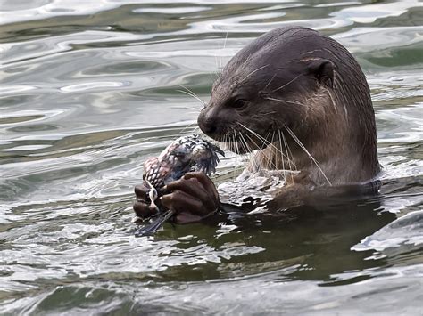 Sea Otters Eating Food