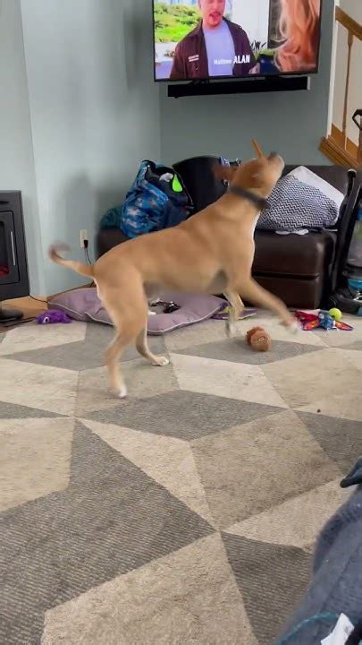 Cookie Dance Youtube