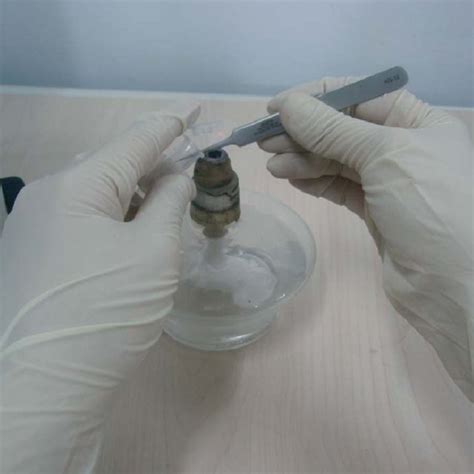 Pdf An Optimized Protocol Of Single Spore Isolation For Fungi