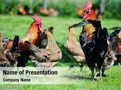 Free Chickens Traditional Range Poultry Powerpoint Template Free