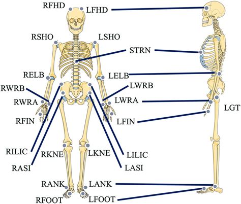 Xiphoid Process Vertebral Level Cross Section Of The Trunk Through The