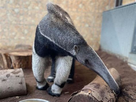 Anteater Tongue