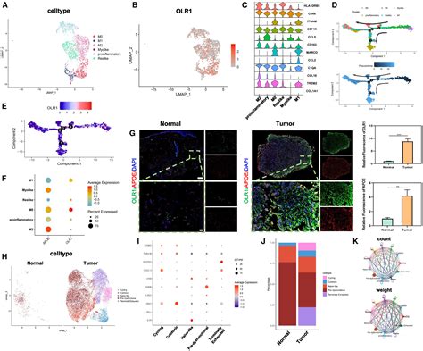 Multi Omics And Machine Learning Driven Cd8 T Cell Heterogeneity Score