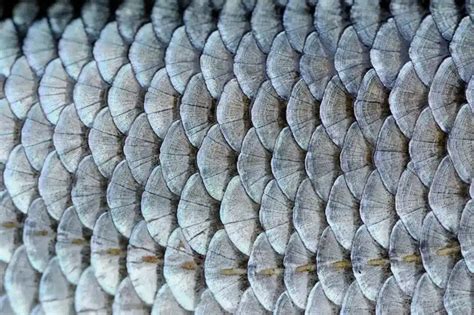 Fish Scales 101 Placoid Ganoid And Other Types Earth Life