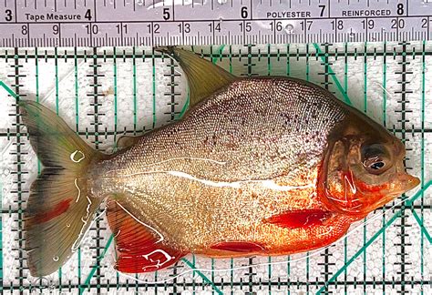 Red Belly Pacu Size Ml 5to 6 Violet Aquarium