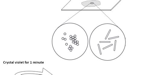 Medical Microbiology Gram Stain
