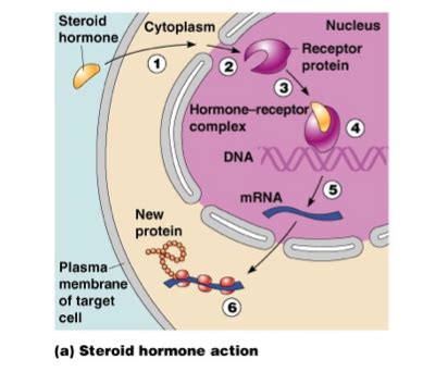 The Chemistry Of Hormones Endocrine System