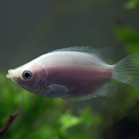 Kissing Gourami Planted Tank Mates
