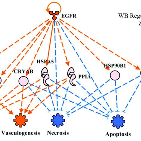 The Regulatory Network Of Epithelial Growth Factor Receptor Egfr Download Scientific Diagram