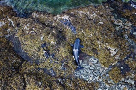 Beached Orca In Alaska Freed From Rocky Coastline After Six Hours