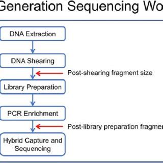 Simplified Outline Of A Next Generation Sequencing Workflow Showing Download Scientific Diagram